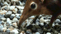 Shrews GIFs - Get the best gif on GIFER