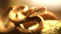 Boa GIFs - Get the best gif on GIFER