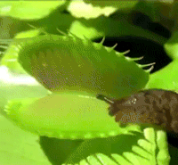 Slug GIFs - Get the best gif on GIFER