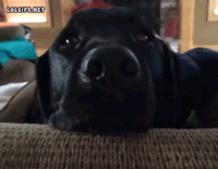 Marking GIFs - Get the best gif on GIFER