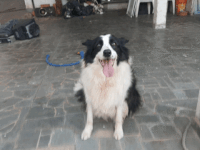 Border collie GIFs - Get the best gif on GIFER