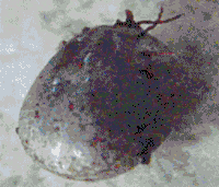 Ticks GIFs - Get the best gif on GIFER