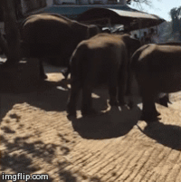 Emergencia GIFs - Get the best gif on GIFER