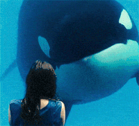 Orca GIFs - Get the best gif on GIFER