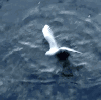 Seagulls GIFs - Get the best gif on GIFER