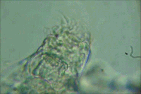 Microorganism GIFs - Get the best gif on GIFER