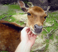 Deer GIFs - Get the best gif on GIFER