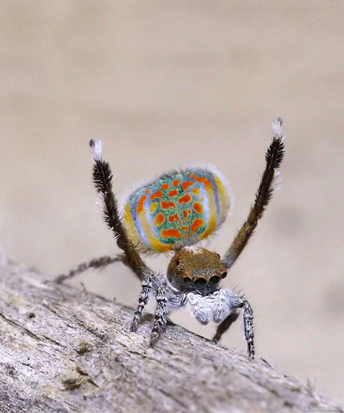 Peacock spider GIF - Conseguir o melhor gif em GIFER