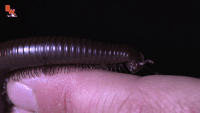 Millipedes GIFs - Get the best gif on GIFER