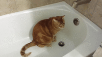 Tubs GIFs - Get the best gif on GIFER