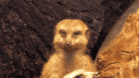 Suricate GIFs - Get the best gif on GIFER