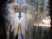 Reflection GIFs - Get the best gif on GIFER