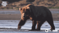 Bears GIFs - Get the best gif on GIFER