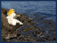 Mares GIFs - Get the best gif on GIFER