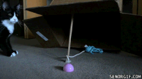 Cardboard GIFs - Get the best gif on GIFER