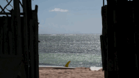 Windsurfing GIFs - Get the best gif on GIFER