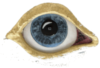 Vision GIFs - Get the best gif on GIFER