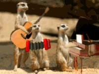 Meerkat GIFs - Get the best gif on GIFER