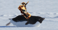 Napoleon GIFs - Get the best gif on GIFER