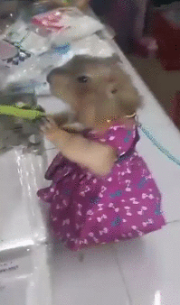Madam GIFs - Get the best gif on GIFER
