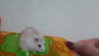 Gerbils GIFs - Get the best gif on GIFER