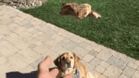 Retrievers GIFs - Get the best gif on GIFER