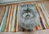 Hiii GIFs - Get the best gif on GIFER