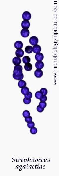 Bacteria GIFs - Get the best gif on GIFER