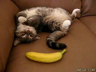 Ostia GIF - Conseguir o melhor gif em GIFER