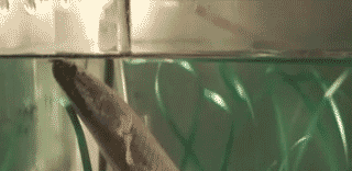 Polypterus GIFs - Get the best gif on GIFER