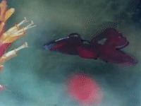 Hum GIFs - Get the best gif on GIFER