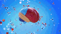 Neuroscience GIFs - Get the best gif on GIFER