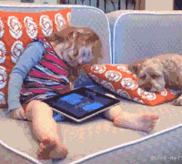 Pillow GIFs - Get the best gif on GIFER