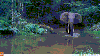 Forest GIFs - Get the best gif on GIFER