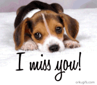 Perrito GIFs - Get the best gif on GIFER