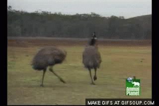 Emu GIFs - Get the best gif on GIFER