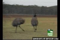 Emu GIFs - Get the best gif on GIFER