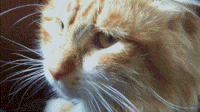 Nooooo GIFs - Get the best gif on GIFER