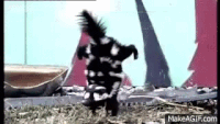 Skunk GIFs - Get the best gif on GIFER