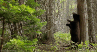 Bw GIFs - Get the best gif on GIFER