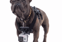 Harnessing GIFs - Get the best gif on GIFER