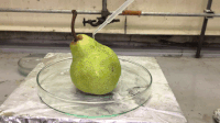 Pear GIFs - Get the best gif on GIFER