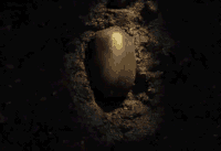 Acorn GIFs - Get the best gif on GIFER