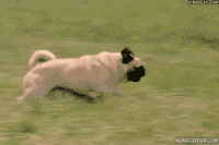 Competing GIFs - Get the best gif on GIFER