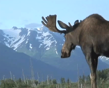 Moose GIFs - Get the best gif on GIFER