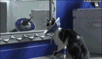 Curious GIFs - Get the best gif on GIFER