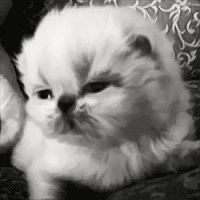 Persian GIFs - Get the best gif on GIFER