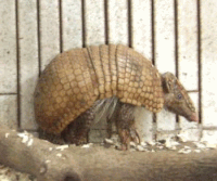 Armadillo GIFs - Get the best gif on GIFER