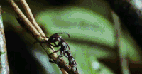 Fungi GIFs - Get the best gif on GIFER
