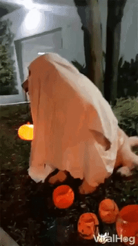 Spooky GIFs - Get the best gif on GIFER